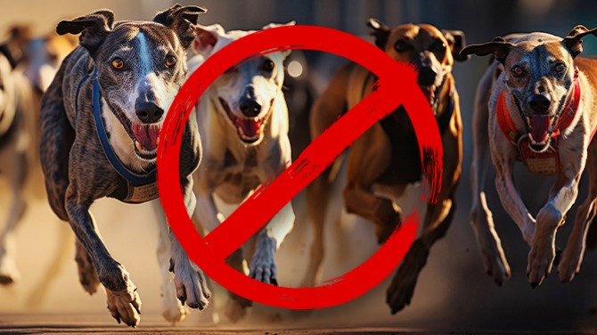 Scotland may ban greyhound racing